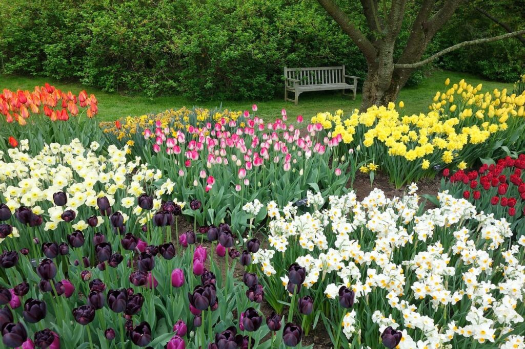 Tulip Blooming Guide: Understanding When and How Tulips Bloom - Petrus ...