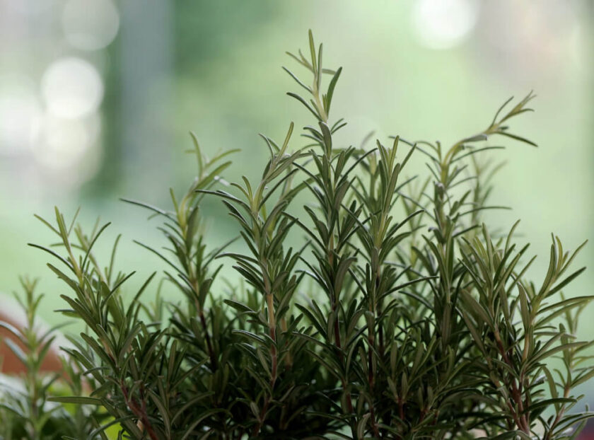 Best Ornamental Plants for the Bay Area, California Climate - Petrus ...