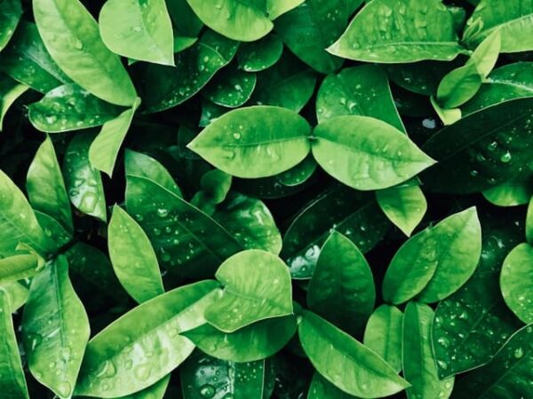 Using Textured Foliage Plants for Visual Appeal in Los Altos Landscape ...