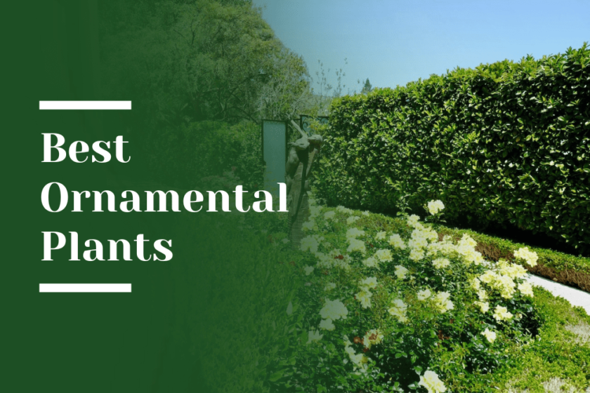 Best Ornamental Plants for the Bay Area, California Climate - Petrus ...