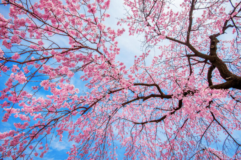 Top Flowering Trees and Shrubs for Woodside Bay Area Gardens in Spring ...