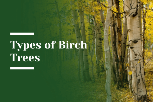 11 Beautiful Varieties of Birch Trees For Your Hillsborough Landscape ...