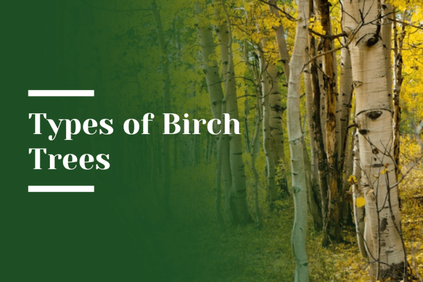 11 Beautiful Varieties of Birch Trees For Your Hillsborough Landscape ...