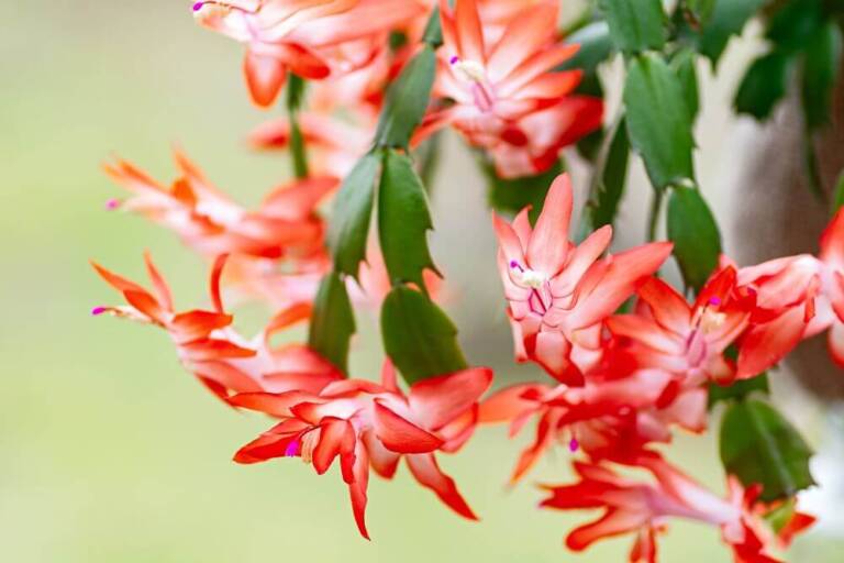 7 Common Christmas Cactus Growing Problems and How to Fix Them - Petrus ...