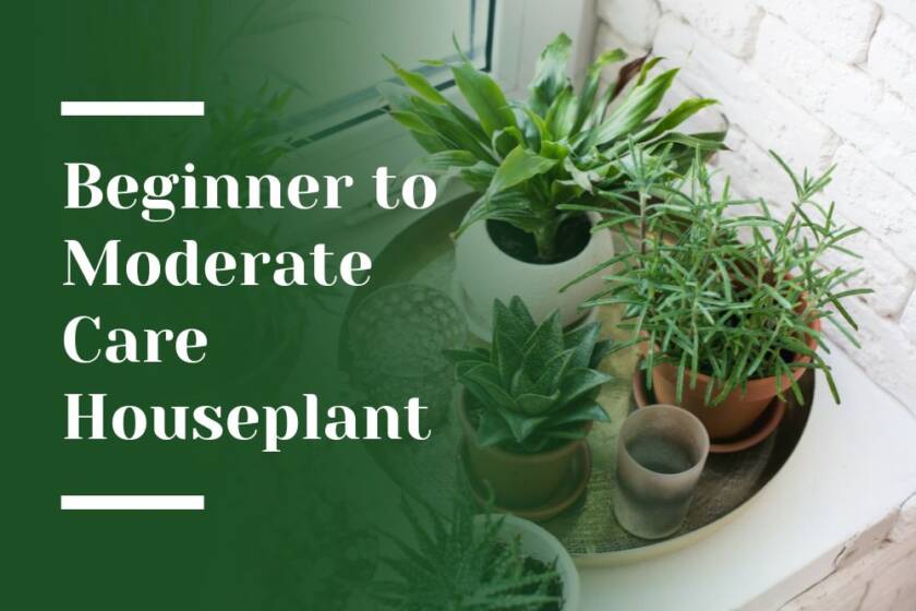 Beginner to Moderate Care Houseplants That Brighten Your Space - Petrus ...