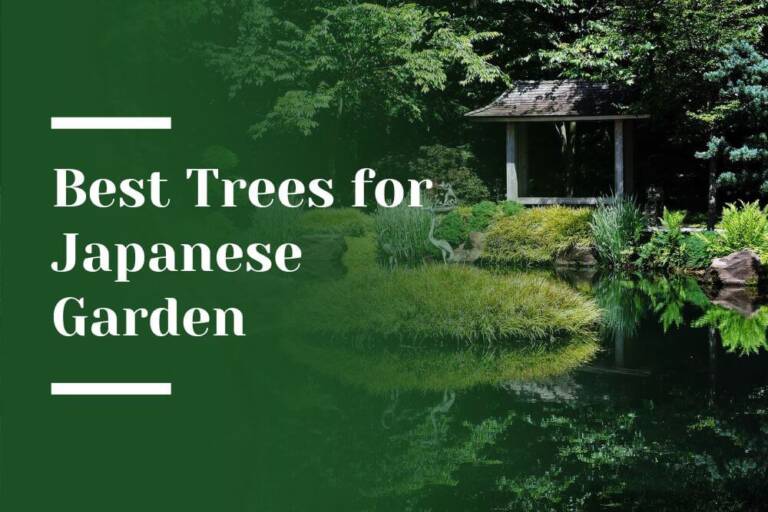Design a Peaceful Japanese Garden in the Bay Area with These Tree Picks ...