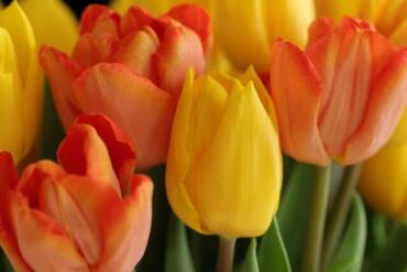 Tulip Blooming Guide: Understanding When and How Tulips Bloom - Petrus ...