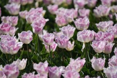 Tulip Blooming Guide: Understanding When and How Tulips Bloom - Petrus ...