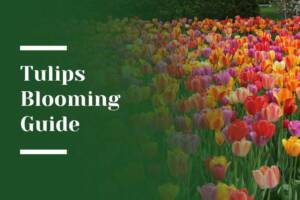 Tulip Blooming Guide: Understanding When and How Tulips Bloom - Petrus ...